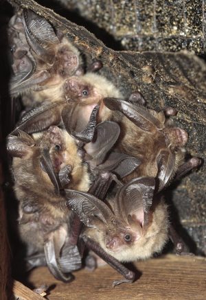 Bat Roosts - Bat Conservation Ireland