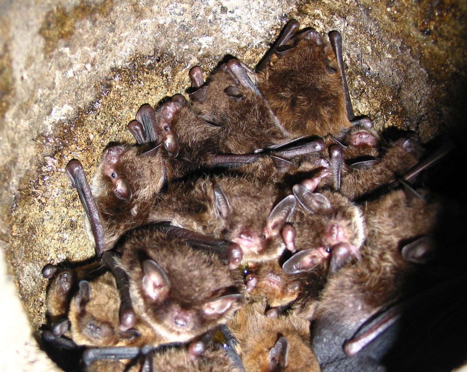 Lifecycle - Bat Conservation Ireland