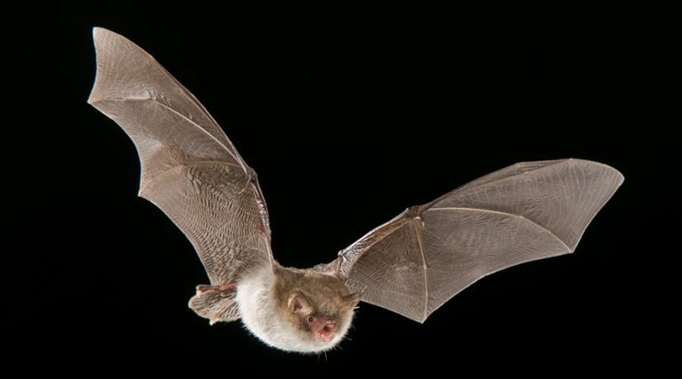 Natterer's Bat - Bat Conservation Ireland