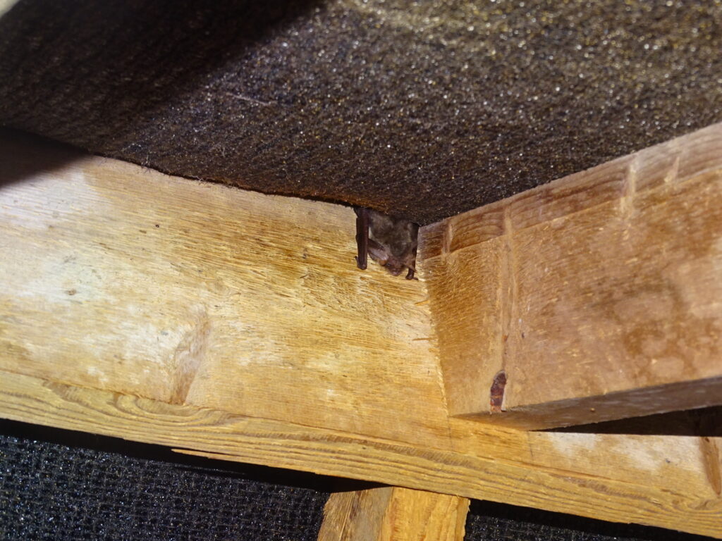 Timber treatment - Bat Conservation Ireland
