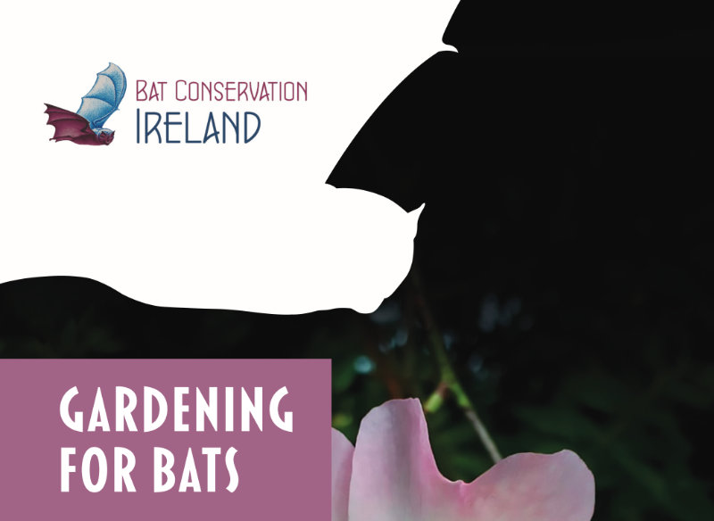 Gardening for Bats - Bat Conservation Ireland